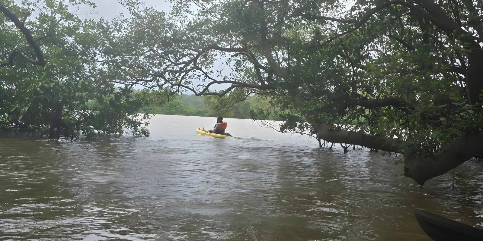 LetsGoa - Backwater Kayaking Goa – Calm Mangrove Paddle
