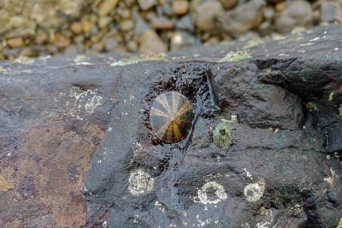 LetsGoa - Explore Marine Life Up Close with Goa Shore Walk | LetsGoa