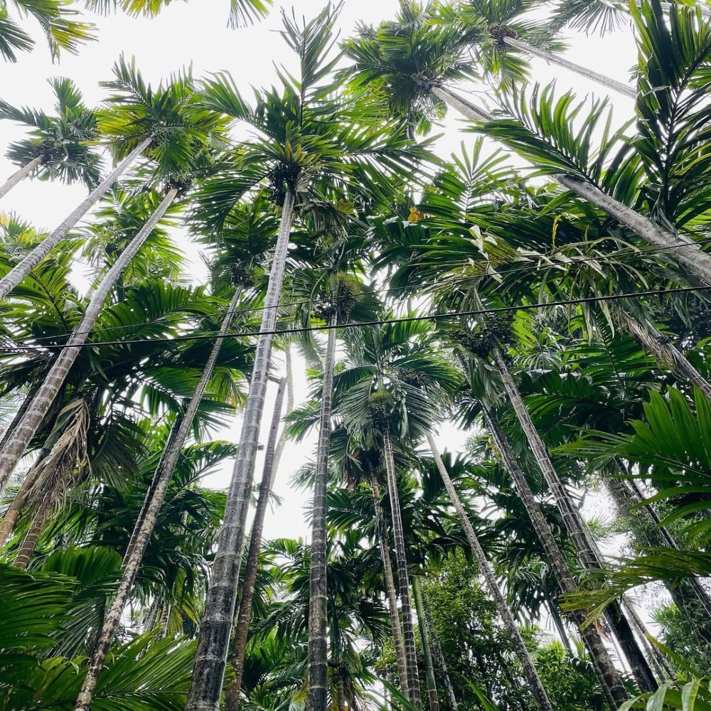 LetsGoa - Goa Spice Plantation Tour With Traditional Lunch