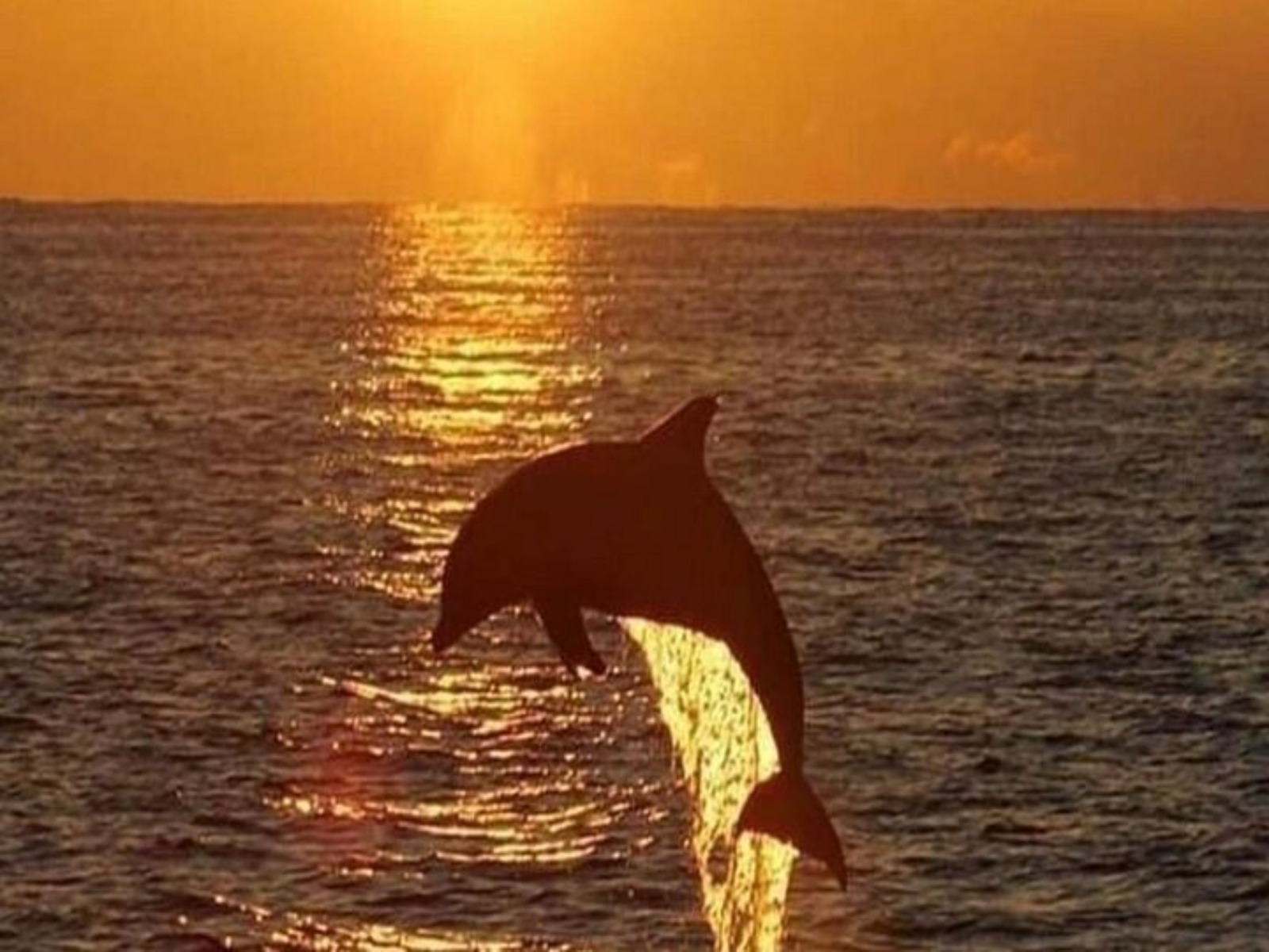 LetsGoa - Dolphin Spotting Coco Beach North Goa Scenic Boat Tour