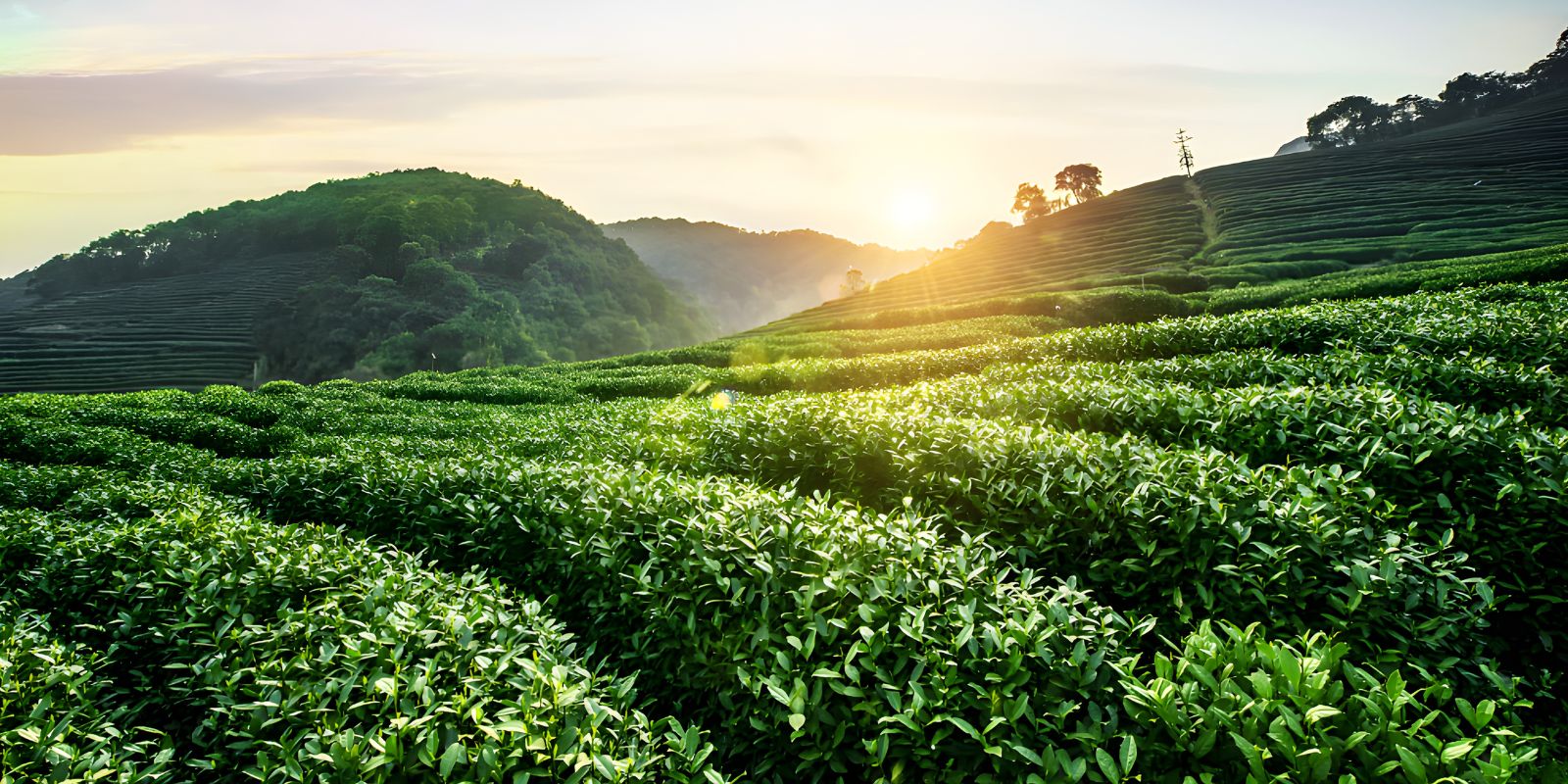 LetsGoa - Olaulim Village Saunter & Tea Appreciation | Heritage Goa