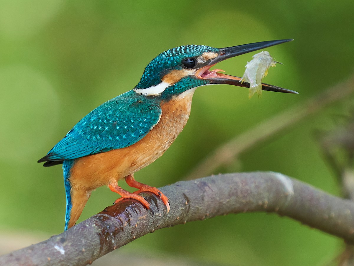 LetsGoa - Birdwatching at Socorro Plateau Goa | Guided Nature Walk